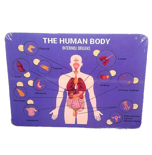 Wooden Knob Puzzle - Human Internal Organs - Universal Wooden Toys